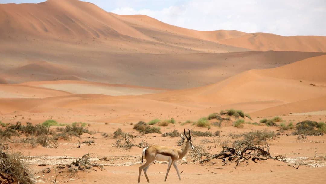 Work Permits & Visas in Namibia